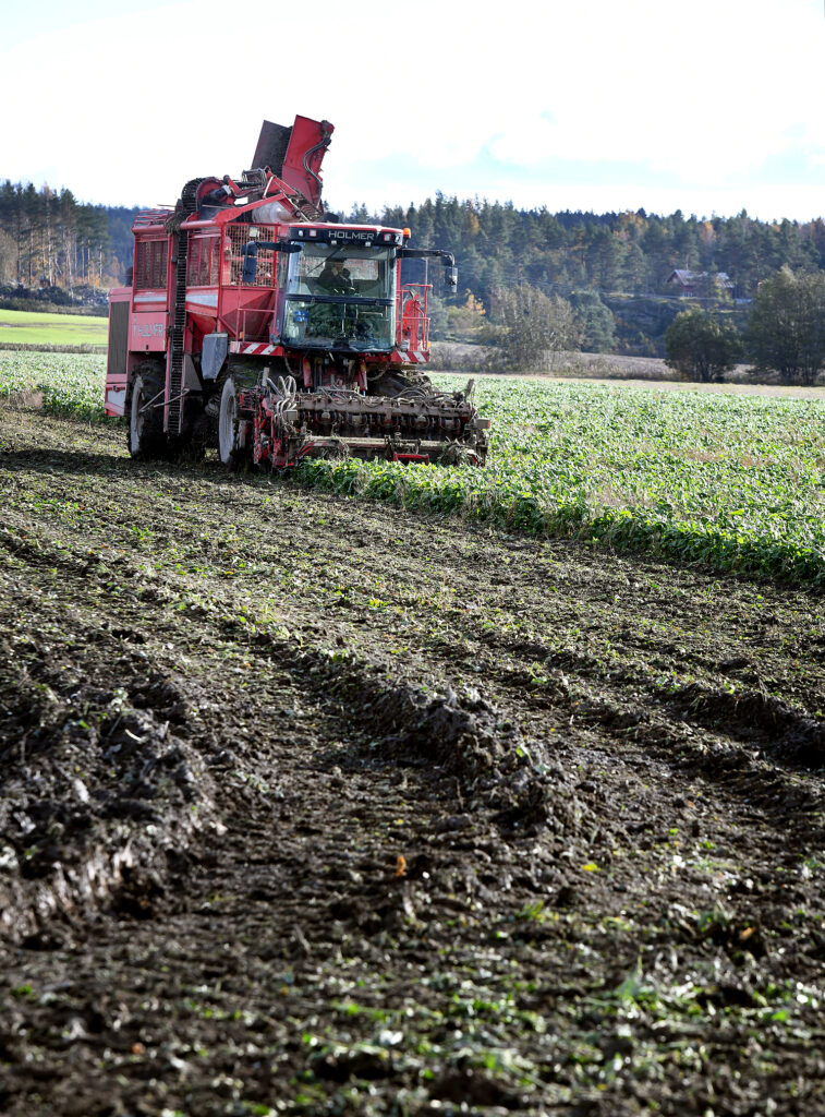 Juurikas nousee, mutta vetiset pellot venyttävät urakkaa ...